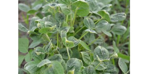 Growth Regulator Herbicide Injury On Soybean Morning Ag Clips