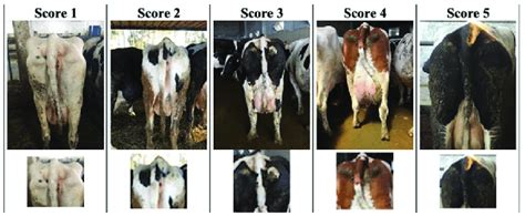 Data Set And Pre Processing Download Scientific Diagram