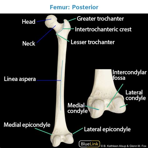 Epicondyle Vs Condyle Anatomy Standard Added A New Photo Anatomy