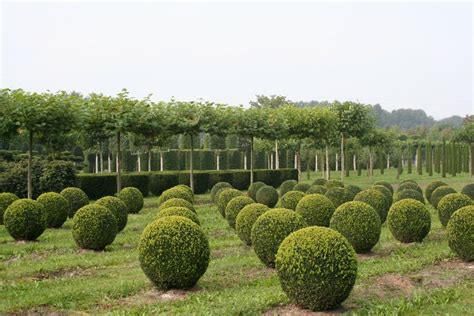 Topiary Plants Trees Deepdale Tree Nursery