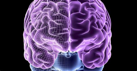 The Brain Course For Science Educators Seminars On Science