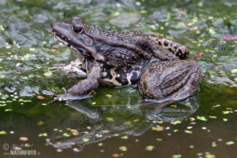 Skokan skřehotavý | Naturfoto.cz