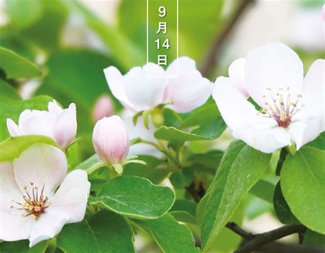 914 탄생화 장미과 과일나무 마르멜로털모과 김타쿠닷컴