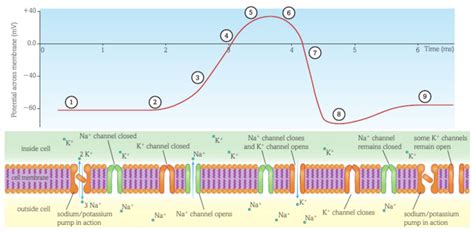 Neuronal Communication Nerve Impulses Action Potentials Diagram