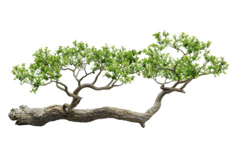 Tree Branch Border Pngs For Free Download
