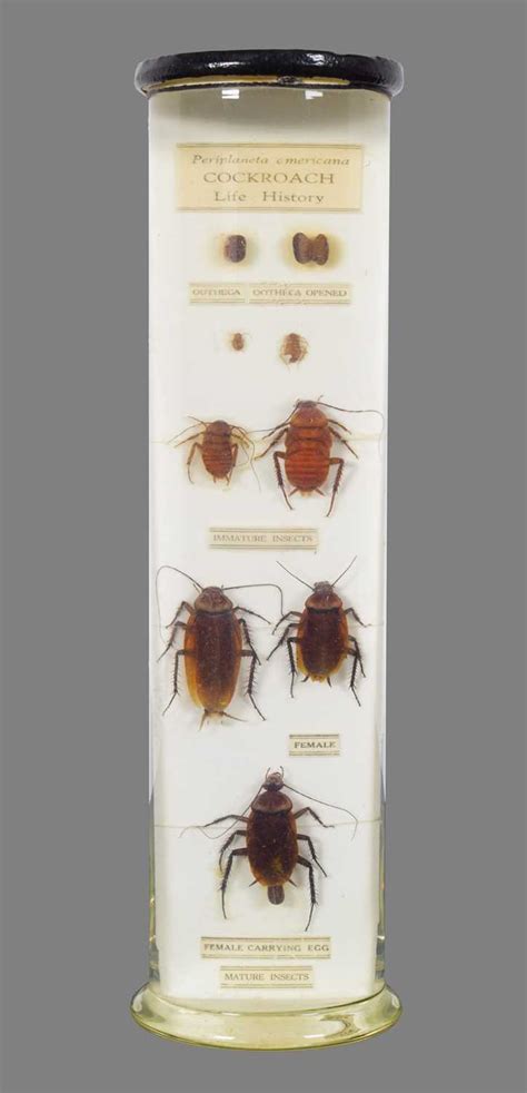 Lot 125 Wet Specimens The Life History Of A