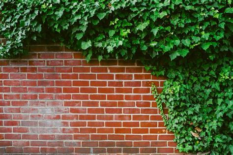 Gardener Shares Easiest Way To Banish English Ivy And Stop It From