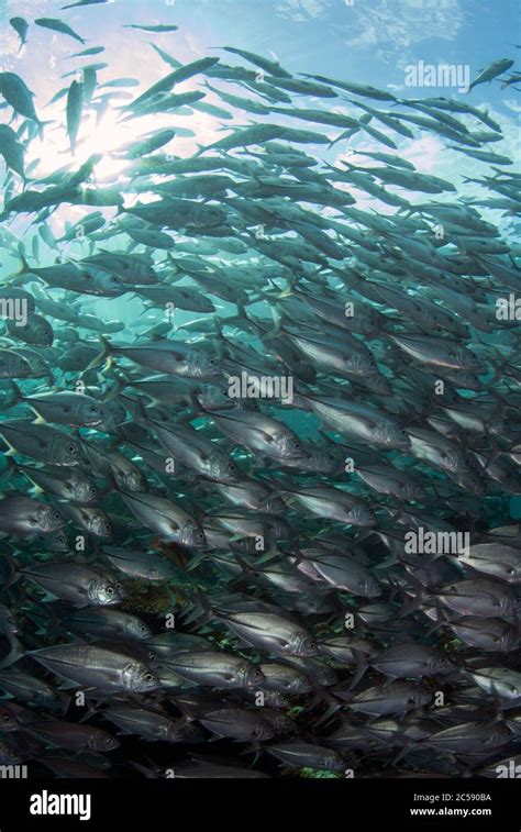 Banded Barracuda Hi Res Stock Photography And Images Alamy