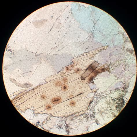 Cummingtonite Thin Section