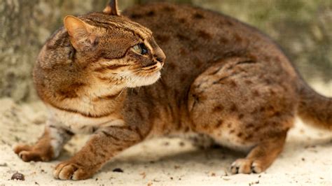 Rusty Spotted Cat Meet The Worlds Smallest Wild Feline Moneycontrol
