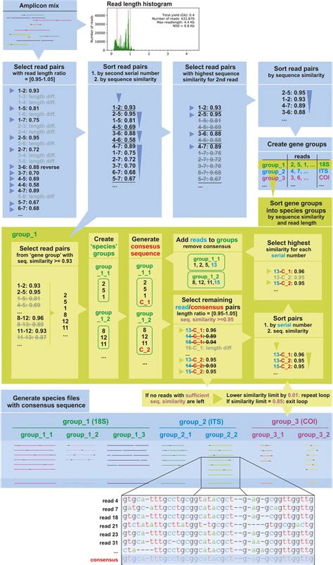 A Step‐wise Schematic Diagram Of The Workflow Of Amplicon Sorter Download Scientific Diagram