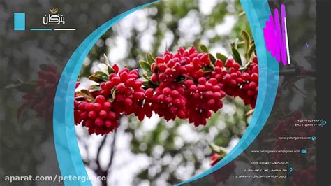 خواص زرشک دانه اناری قسمت 2 یزدان پترگان آریا