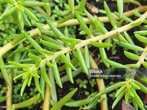 Branch Of Portulaca Grandiflora Structure And Resilience Details Beauty