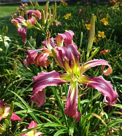 Daylily Of The Day Purple Tarantula In The Plants Of The Day Forum