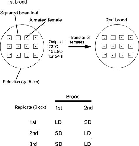 The Experimental Procedure For Examining The Effect Of Daylength On The Download Scientific