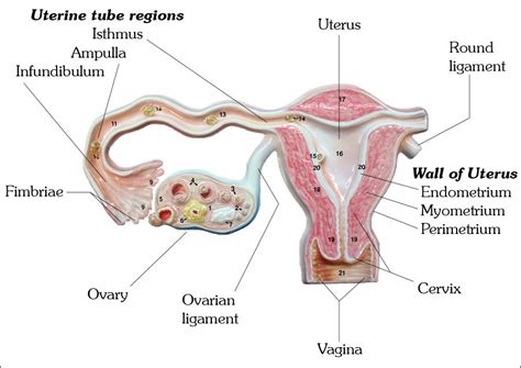 How Much Does A Uterus Fallopian Tubes And Cervix Weigh At Susan
