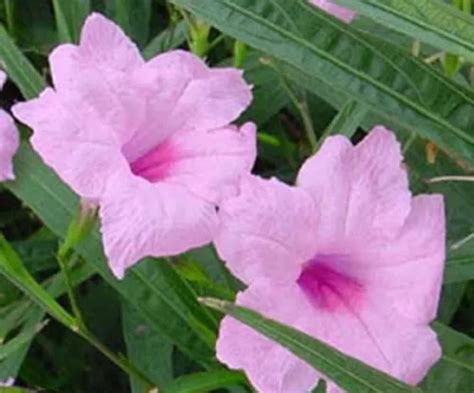 Ruellia Rosa Campanita Mexicana Envío Gratis Envío Gratis
