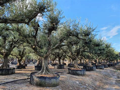 Achat Oliviers Espagne Pépinière Grossiste If Plants