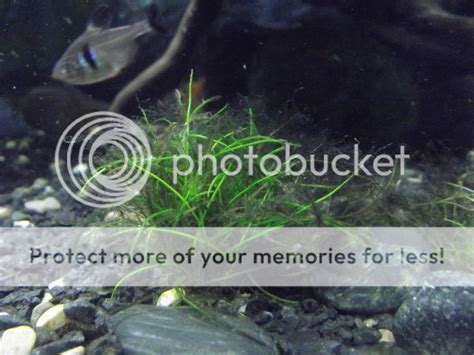 How To Get Rid Of Hair Algae In A Planted Tank At Keith Flores Blog