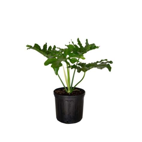 Philodendron Selloum Indoor Green Plants Supplier Xiamen Plantking