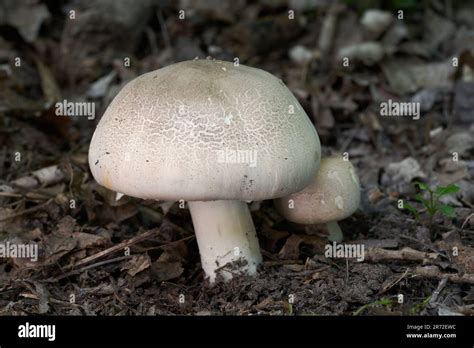 Poisonous Mushroom Agaricus Xanthodermus In The Leaves Known As Yellow