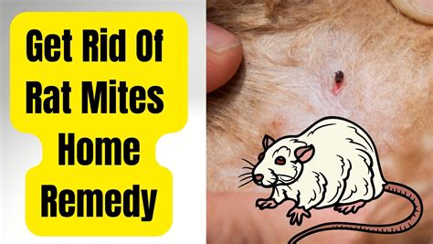 How To Treat A House For Mites At Edward Criss Blog
