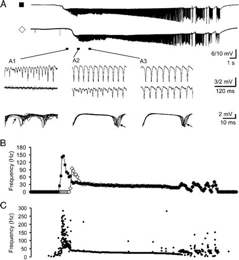 Progression Of Population Spike Development During Low Ca 2 Bursting