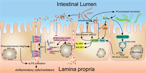 Effects Of Scfas Produced By Microbiota On The Immune Hormonal And Download Scientific Diagram
