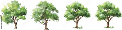 Green Tree Vector Watercolor Isolated On White Background For Landscape And Architecture Drawing