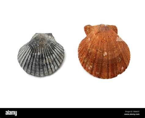 Scallop Shell And Fossil Of Scallop Stock Photo Alamy