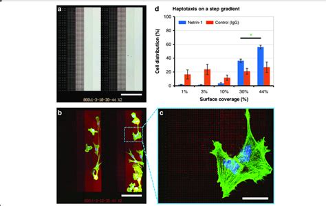 Cell Haptotaxis On Step Gradients Formed By Nanodot Stripe Arrays Download Scientific Diagram