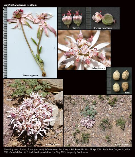 Euphorbia Radians The Arizona Native Plant Society