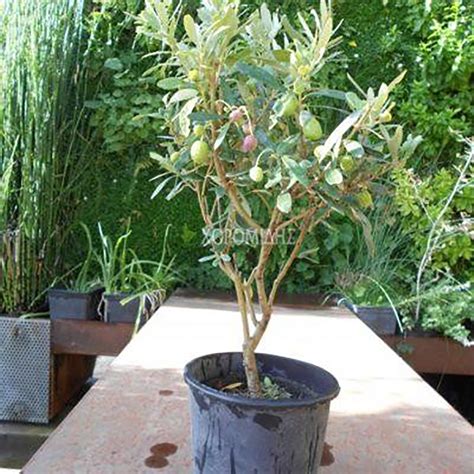 Olea Europaea Bush Olive Bush Χορομίδης