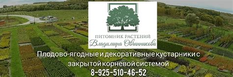 Питомник растений Владимира Овчинникова С полным ассортиментом плодовых и декоративных