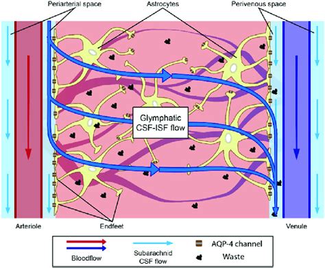 Glymphatic System Schematic Arrows Represent Direction Of The Flow Download Scientific Diagram