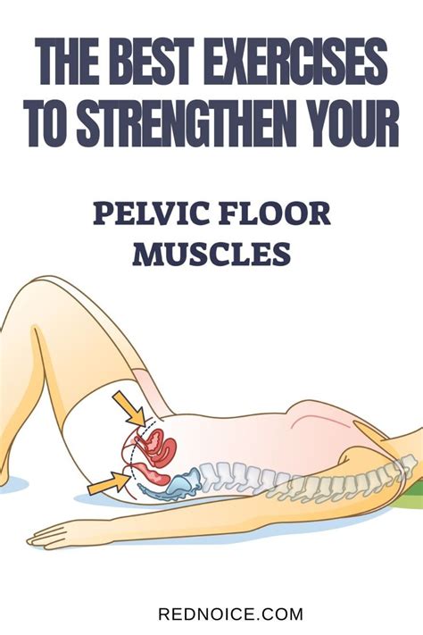 Your Pelvic Floor Artofit