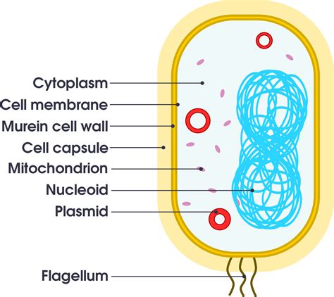 Simple Bacterial Cell