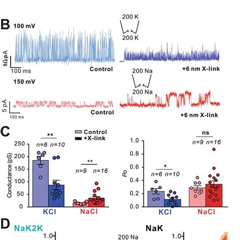 Restricting Extracellular Sf Flexibility Reduces Ion Selectivity Of