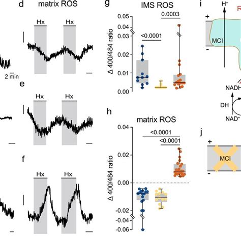 Rescue Of The Hypoxic Ventilatory Response And Systemic Defects By Download Scientific Diagram