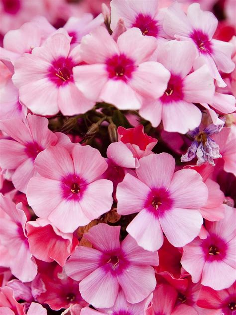 Pink Garden Flowers 4k Uhd Wallpaper For Ultrahd Desktop And Tv