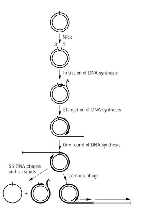 Molecular Biology What If Any Is The Difference Between Covalently Closed Circular Dna And