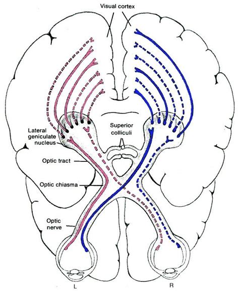 Visual Pathways Visual Cortex Brain Nervous System Visual System