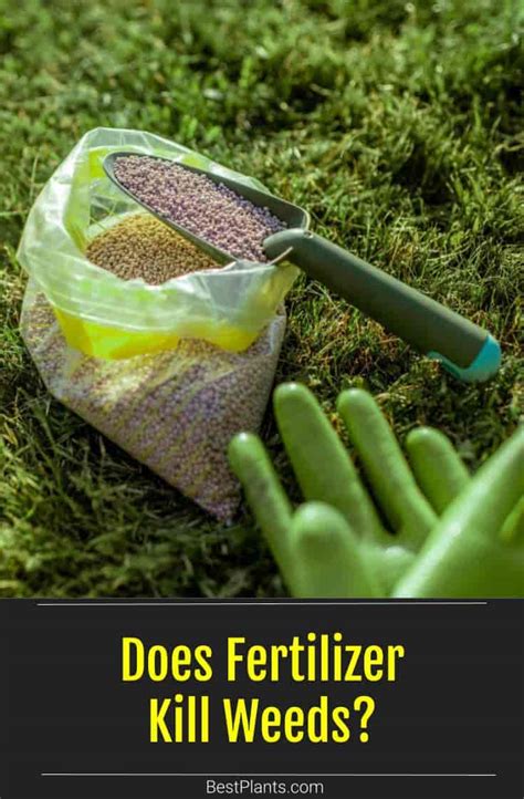 Does Fertilizer Kill Weeds Questions And Answers