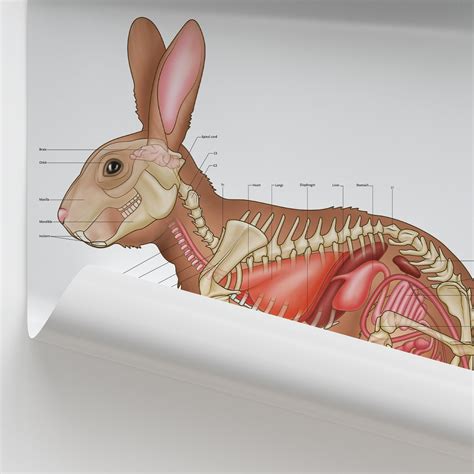 Rabbit Anatomy Poster Bones Organs Bunny Laminated Anatomystuff