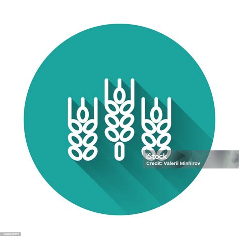 흰색 선 쌀 밀 옥수수 귀리 호밀 긴 그림자 배경으로 격리된 보리 아이콘으로 설정된 곡물 밀 빵 기호의 귀입니다 녹색 원 버튼 벡터 곡초류에 대한 스톡 벡터 아트 및 기타