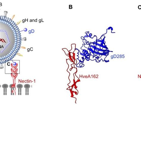 Structures Of Enveloped Rna Oncolytic Viruses In Complex With Their Download Scientific