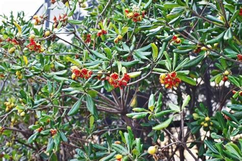 Top Trees That Dont Lose Their Leaves