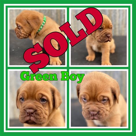 Pumpers Kennel Our Big Gorgeous Green Collared Boy Has