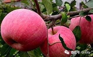 地标富农静宁苹果运用地理标志实现精准扶贫 山东百仕达地标产业有限公司