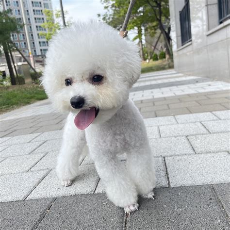 비숑프리제 또또 스피츠성격 시바견성격 시베리안허스키성격 시츄성격 요크셔테리어성격 웰시코기성격 이탈리아그레이하운드성격 치와와성격 코카스파니엘성격 폼스키성격 폼치성격 폼피츠성격